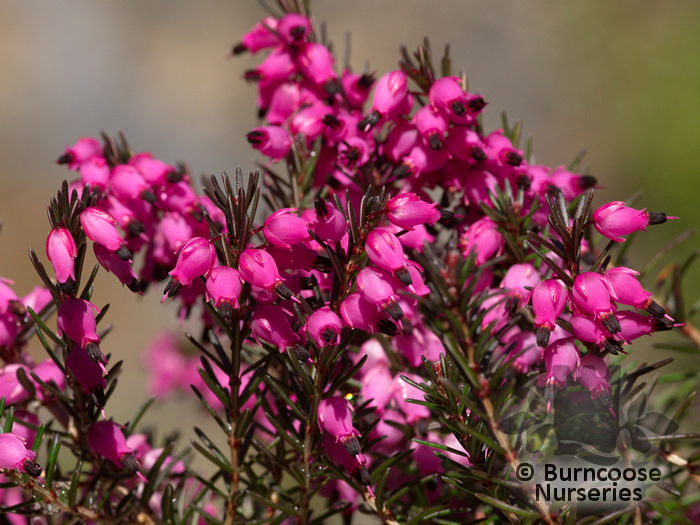 Heathers Erica X Darleyensis 'Kramer'S Red' from Burncoose Nurseries