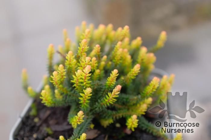 Heathers Erica X Stuartii 'Irish Orange' from Burncoose Nurseries