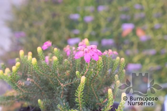 Heathers Erica X Stuartii 'Irish Orange' from Burncoose Nurseries