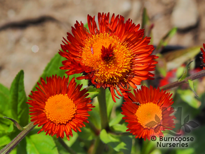 Erigeron from Burncoose Nurseries