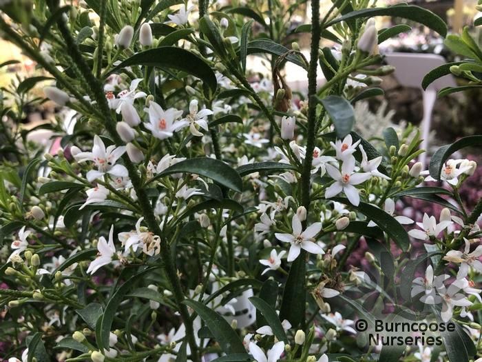 Eriostemon Myoporoides from Burncoose Nurseries