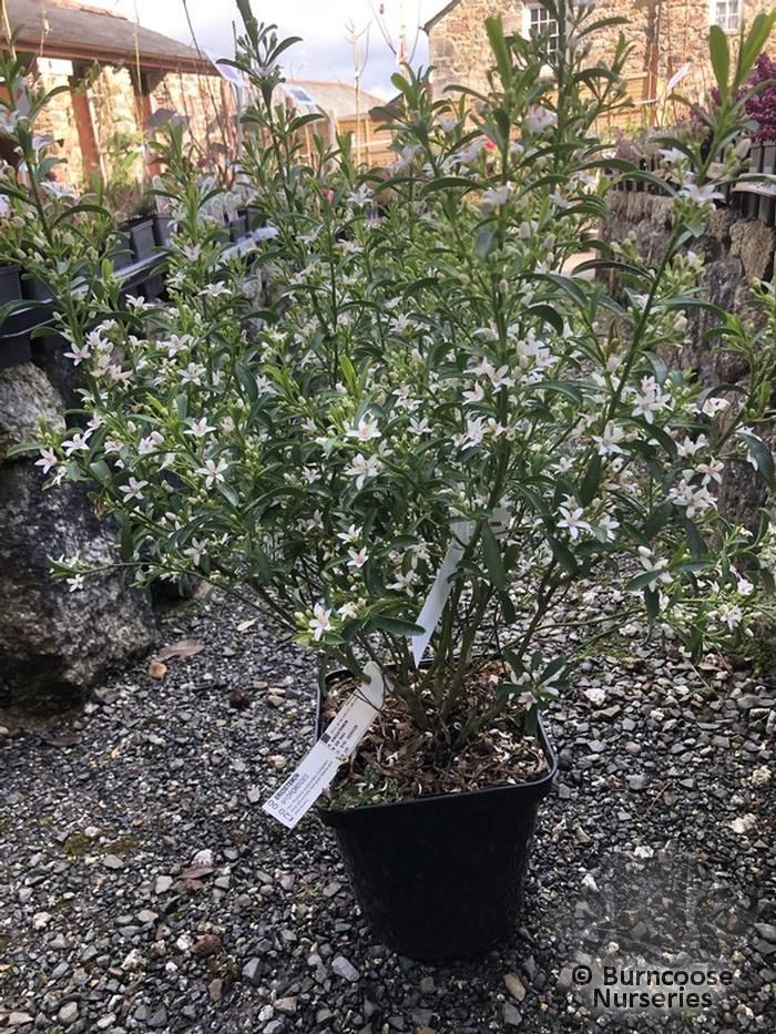 Eriostemon Myoporoides from Burncoose Nurseries