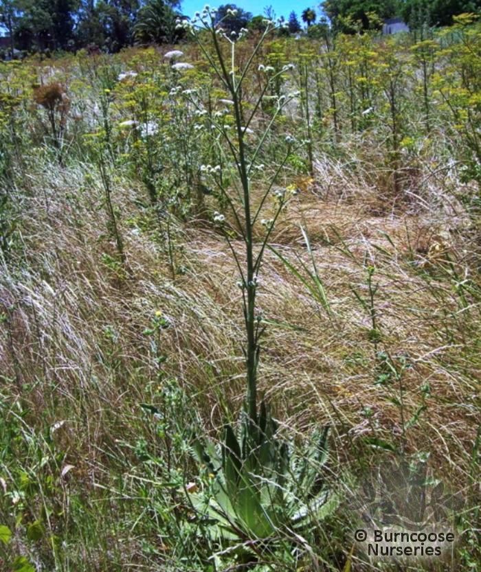 Eryngium Serra from Burncoose Nurseries