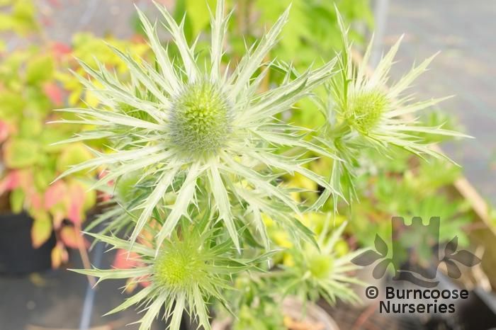 Eryngium X Zabelii 'Violetta' from Burncoose Nurseries