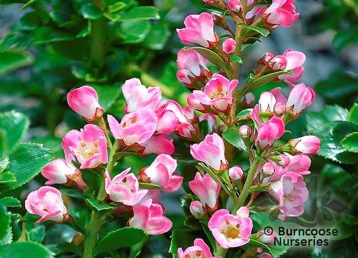 Escallonia from Burncoose Nurseries