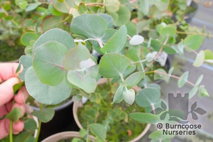 Eucalyptus Cinerea 'Silver Dollar' from Burncoose Nurseries