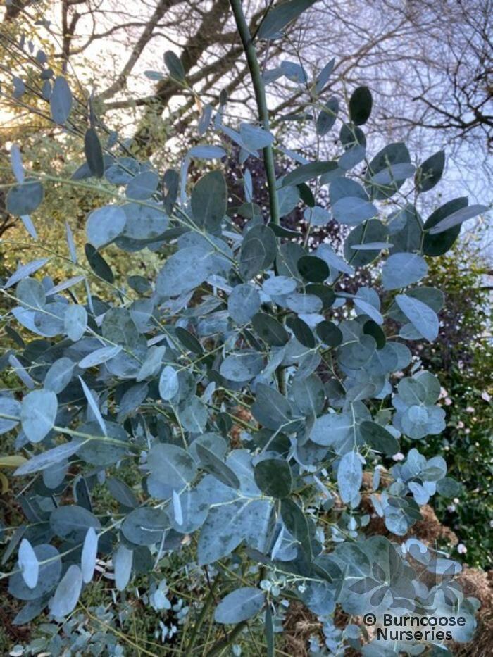 Eucalyptus Gunnii 'Silverana' from Burncoose Nurseries