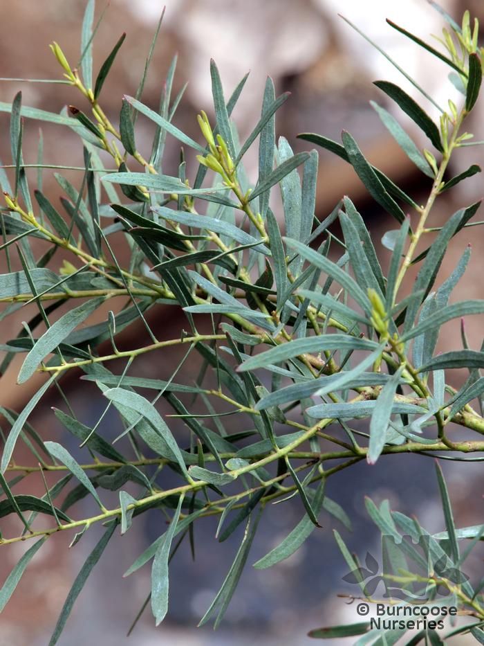 Eucalyptus Nicholii from Burncoose Nurseries
