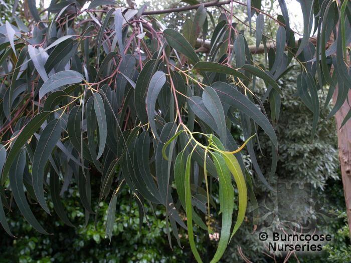 Eucalyptus Parvifolia from Burncoose Nurseries