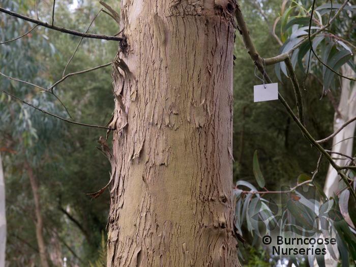 Eucalyptus Parvifolia from Burncoose Nurseries