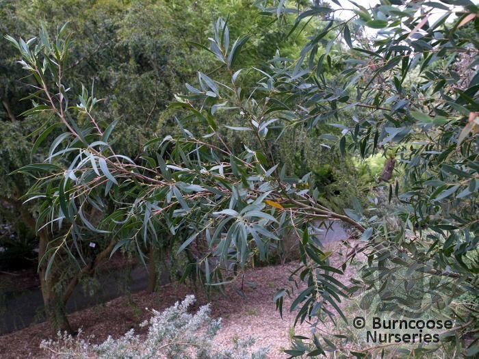 Eucalyptus Parvifolia from Burncoose Nurseries