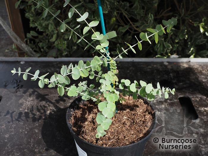 Eucalyptus Pulverulenta 'Baby Blue' from Burncoose Nurseries