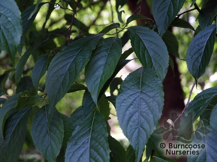 Eucommia from Burncoose Nurseries