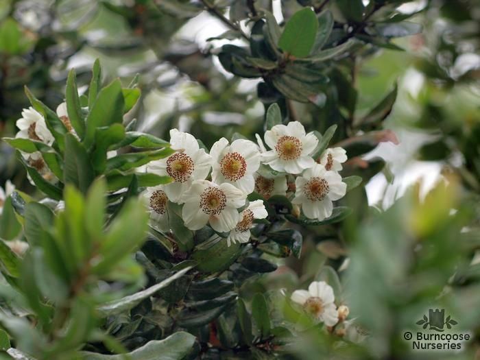 Eucryphia Lucida X Cordifolia from Burncoose Nurseries