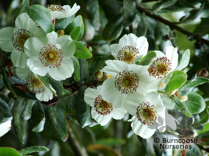 Eucryphia Lucida X Cordifolia from Burncoose Nurseries