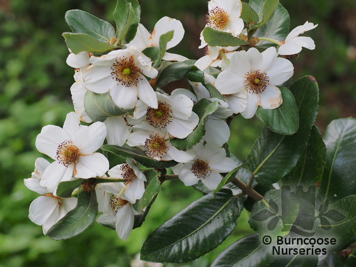 Eucryphia Lucida X Cordifolia from Burncoose Nurseries