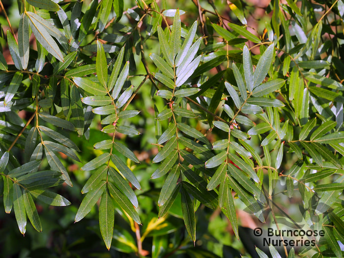 Eucryphia Moorei from Burncoose Nurseries