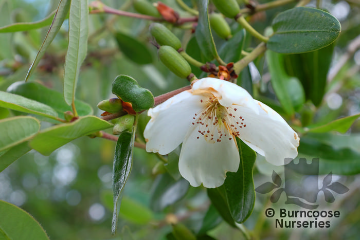 Eucryphia X Intermedia 'Rostrevor' from Burncoose Nurseries