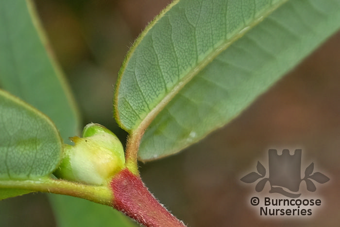 Eucryphia X Intermedia 'Rostrevor' from Burncoose Nurseries