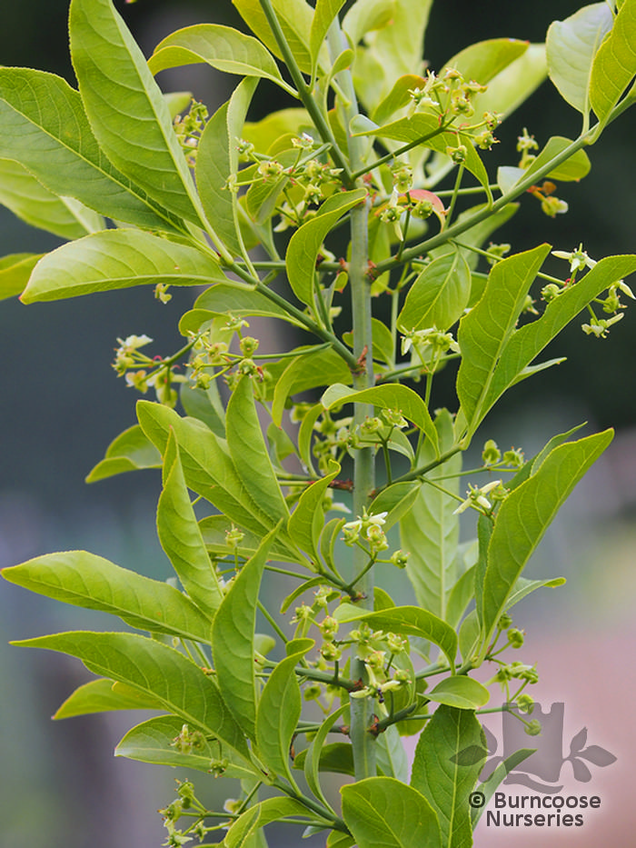 Euonymus Europaeus 'Red Cascade from Burncoose Nurseries
