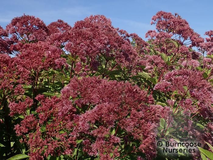 Eupatorium Maculatum 'Phantom' from Burncoose Nurseries