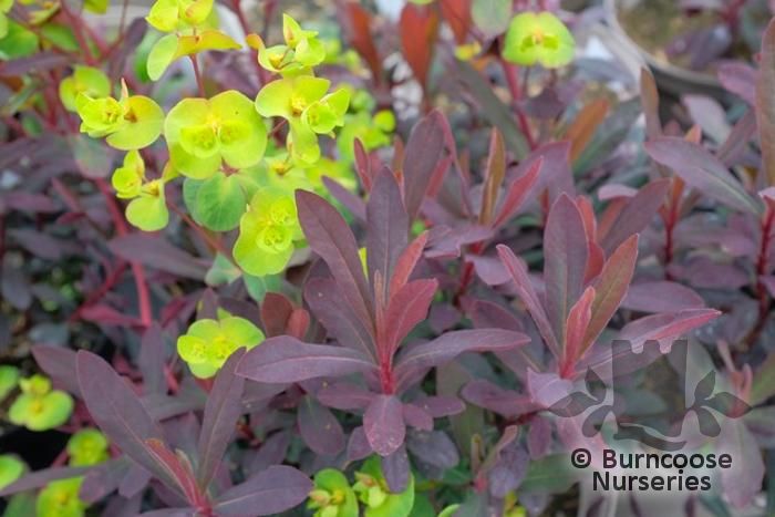 Euphorbia Amygdaloides 'Ruby Glow' from Burncoose Nurseries