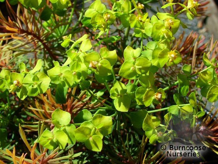Euphorbia Cyparissias 'Fens Ruby' from Burncoose Nurseries