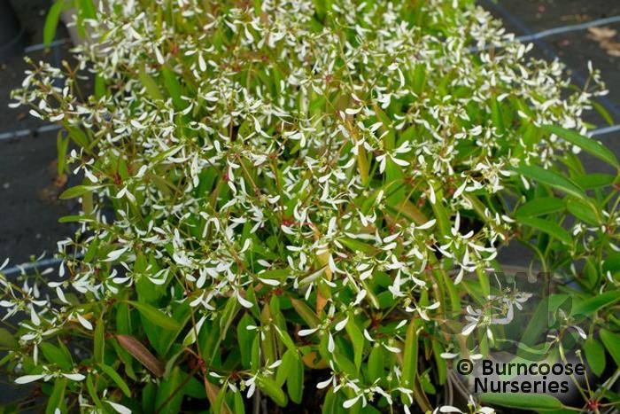 Euphorbia 'Diamond Frost' from Burncoose Nurseries