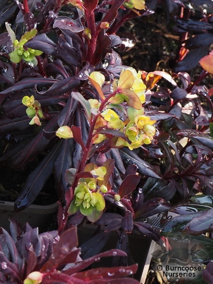 Euphorbia Amygdaloides 'Ruby Glow' from Burncoose Nurseries