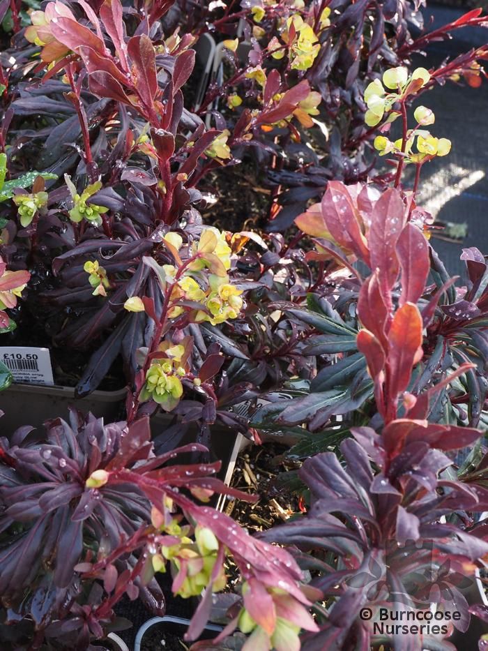 Euphorbia Amygdaloides 'Ruby Glow' from Burncoose Nurseries