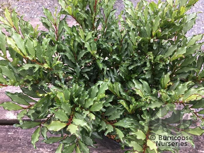 Eurya from Burncoose Nurseries