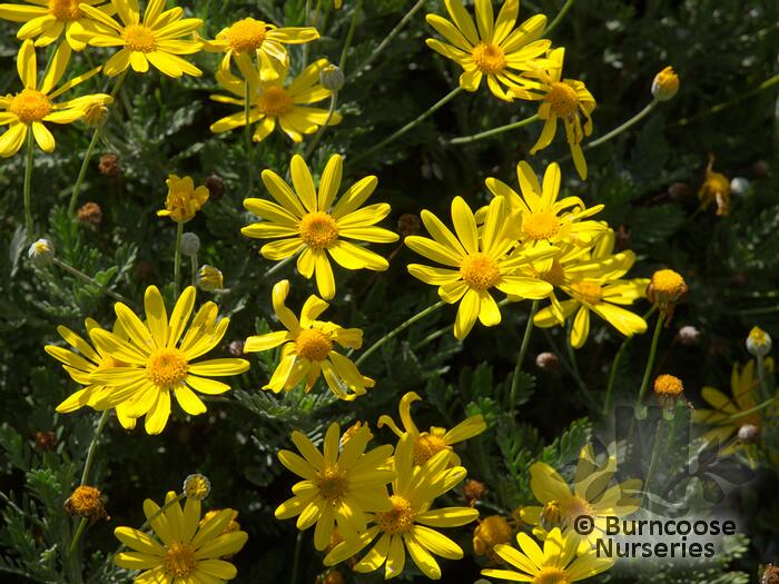 Euryops from Burncoose Nurseries