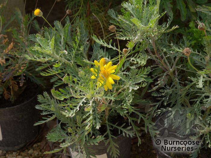 Euryops Pectinatus from Burncoose Nurseries