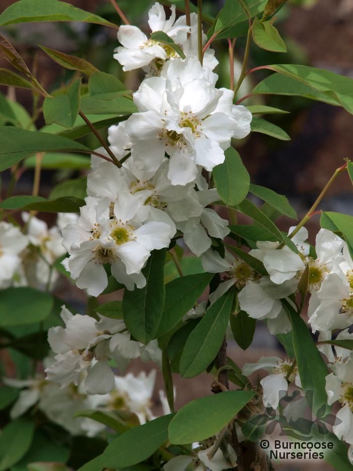 Exochorda Serratifolia from Burncoose Nurseries