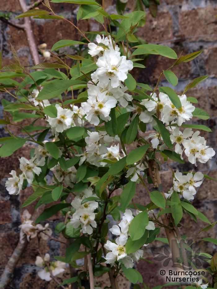 Exochorda from Burncoose Nurseries