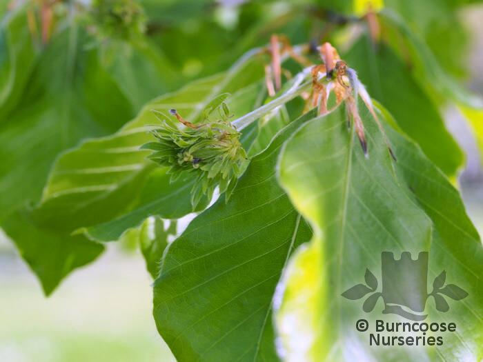 Fagus from Burncoose Nurseries