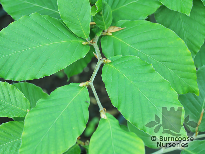 Fagus Orientalis from Burncoose Nurseries