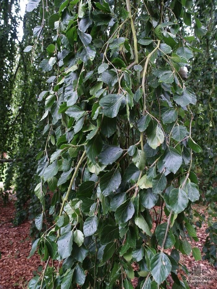 Fagus Sylvatica 'Pendula' from Burncoose Nurseries