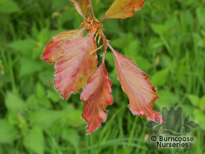 Fagus Sylvatica 'Purpurea Tricolor' from Burncoose Nurseries