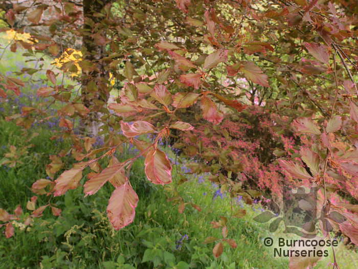 Fagus Sylvatica 'Purpurea Tricolor' from Burncoose Nurseries