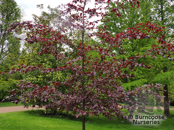 Fagus Sylvatica 'Riversii' from Burncoose Nurseries