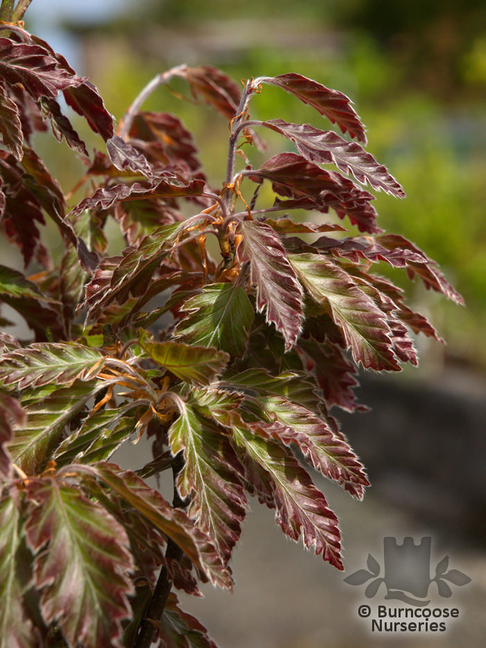 Fagus Sylvatica 'Rohanii' from Burncoose Nurseries