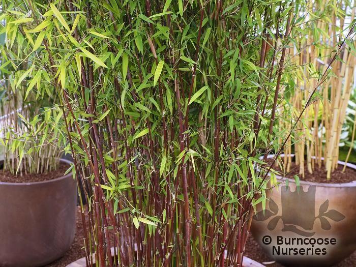 Bamboo Fargesia Jiuzhaigou 'Red Dragon' from Burncoose Nurseries