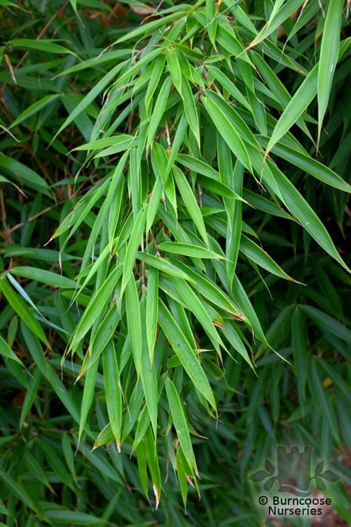 Bamboo Fargesia Robusta from Burncoose Nurseries