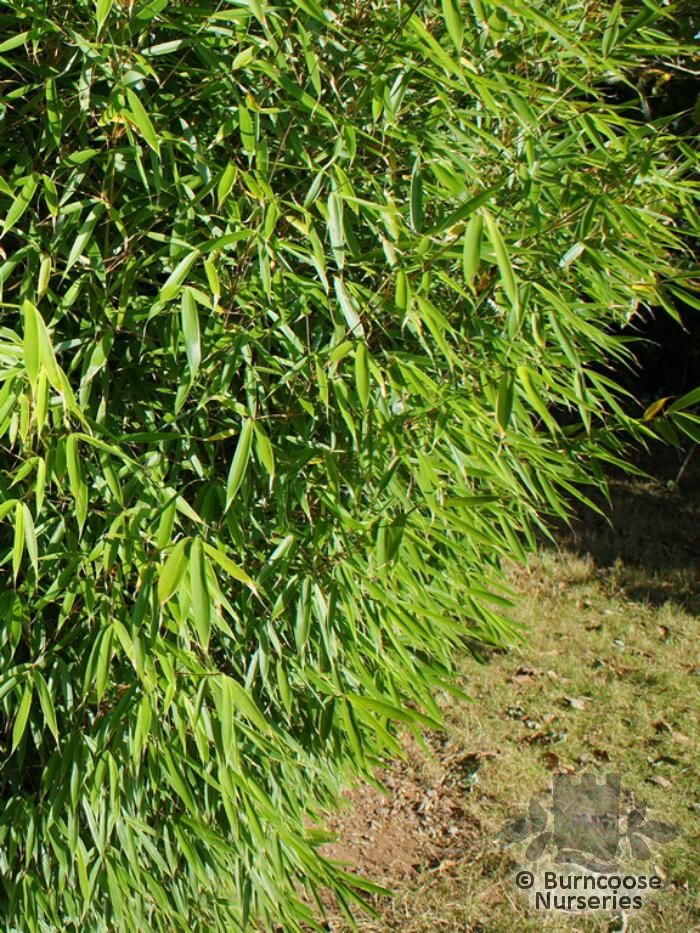 Bamboo Fargesia Robusta from Burncoose Nurseries