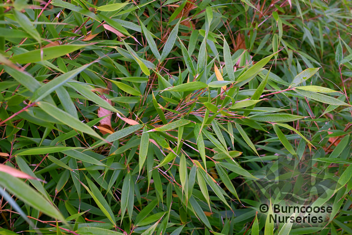 Bamboo Fargesia Rufa from Burncoose Nurseries