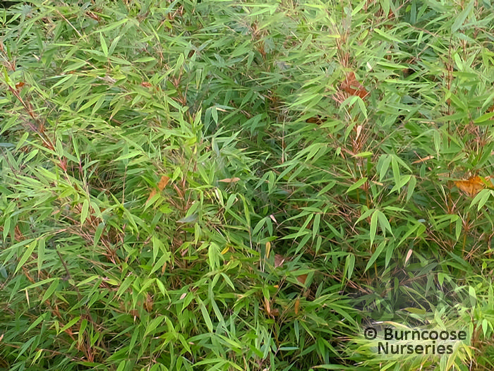 Bamboo Fargesia Rufa from Burncoose Nurseries