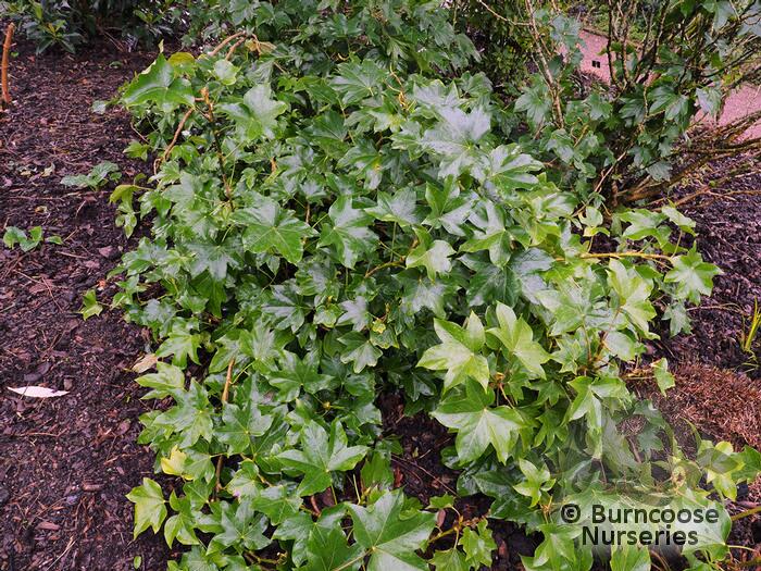 X Fatshedera Lizei from Burncoose Nurseries