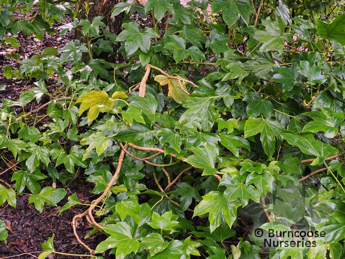 X Fatshedera Lizei from Burncoose Nurseries