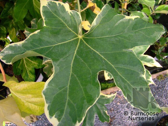 X Fatshedera Lizei 'Variegata' from Burncoose Nurseries